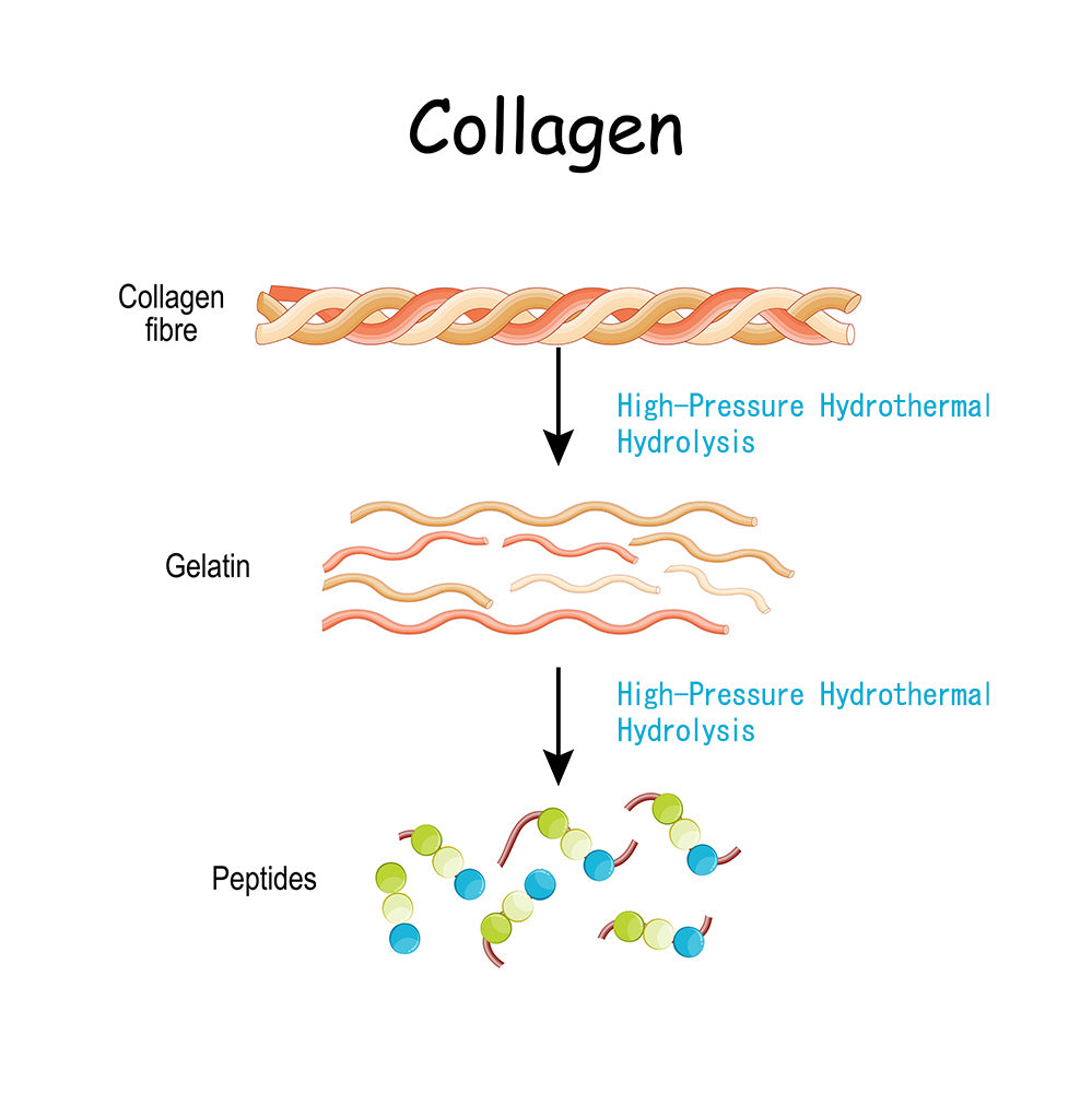 RUKEN Collagen Liquid (33 individually wrapped packets) – RUKEN Online